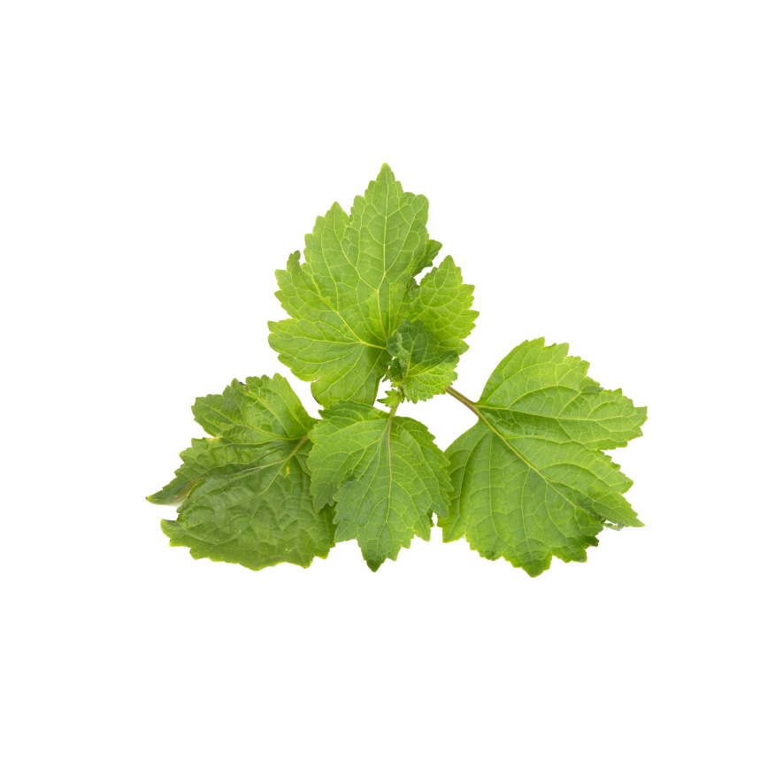 Patchouli – Pacsuli illóolaj | IllatAnya - doTERRA