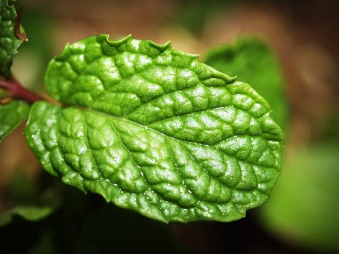 Spearmint – Fodormenta illóolaj | IllatAnya - doTERRA